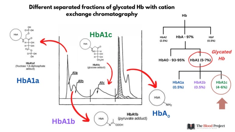 HPLC 기기 원리와 응용.TOSOH G8 HbA1c 분석기 원리 & 장단점 정리해봄 : 네이버 블로그