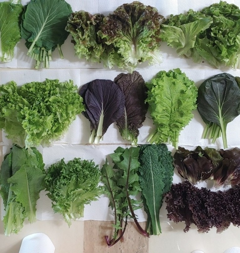 [마감] ☆가정의달할인☆ GAP인증 쌈채소~《모듬쌈/샐러드1kg》 "만원의 행복" 21일 수요일 발송 20박스 주문주세요~^ ^ : 네이버 블로그