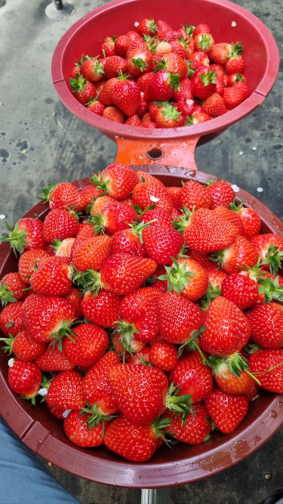 딸기를 만나는 날 : 네이버 블로그