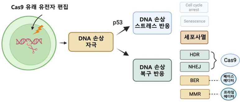 유전자 가위 기술의 진화 : CRISPR Cas-9, Cas-12, Cas-13, Prime Editor, Base Editor ...