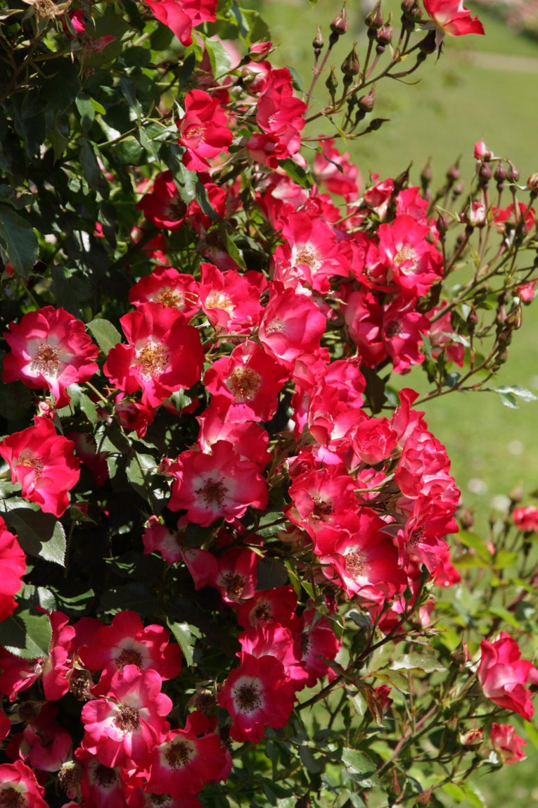 호박벌 뒤영벌 엉덩이 흔들며 꿀파티 하는 동영상 (feat. 체리 메이딜란드 장미) : 네이버 블로그