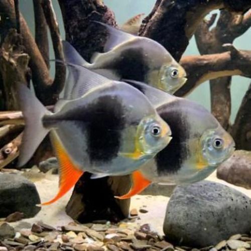 블랙베리 메티니스 (Myleus sp. Blackberry) : 네이버 블로그