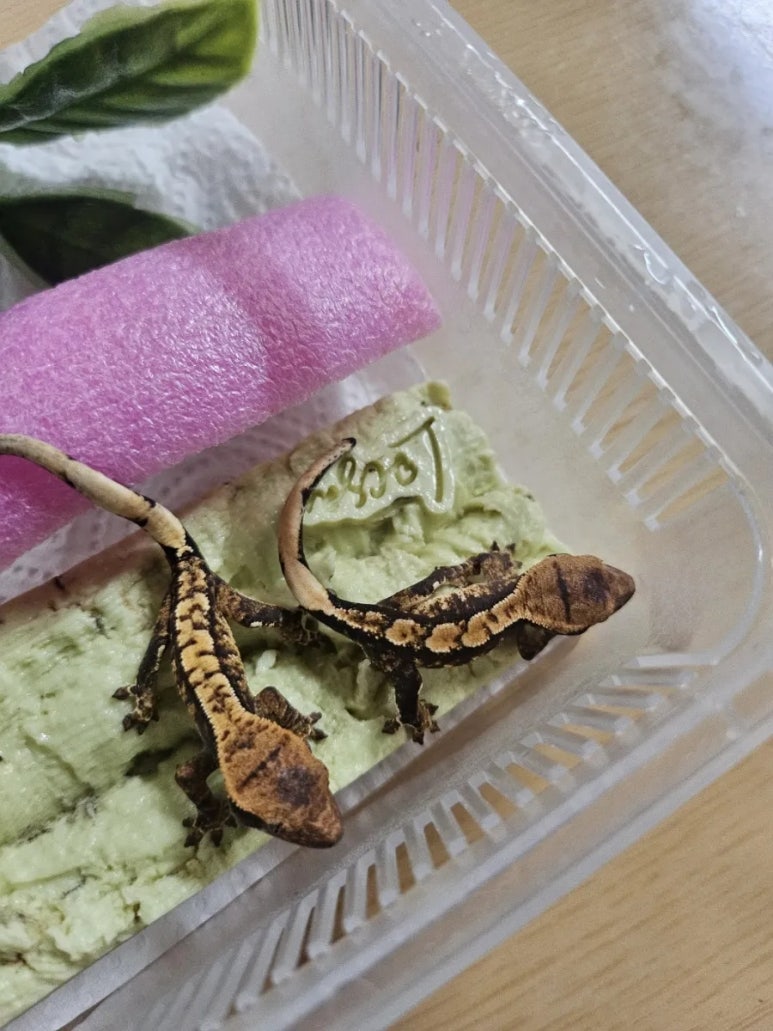 주세 베이비 2마리 : 네이버 블로그