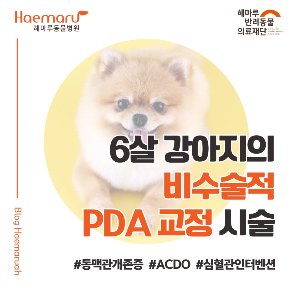 강아지 동맥관 개존증(PDA), 6살 포메라니안의 ACDO 교정 시술 사례 : 네이버 블로그