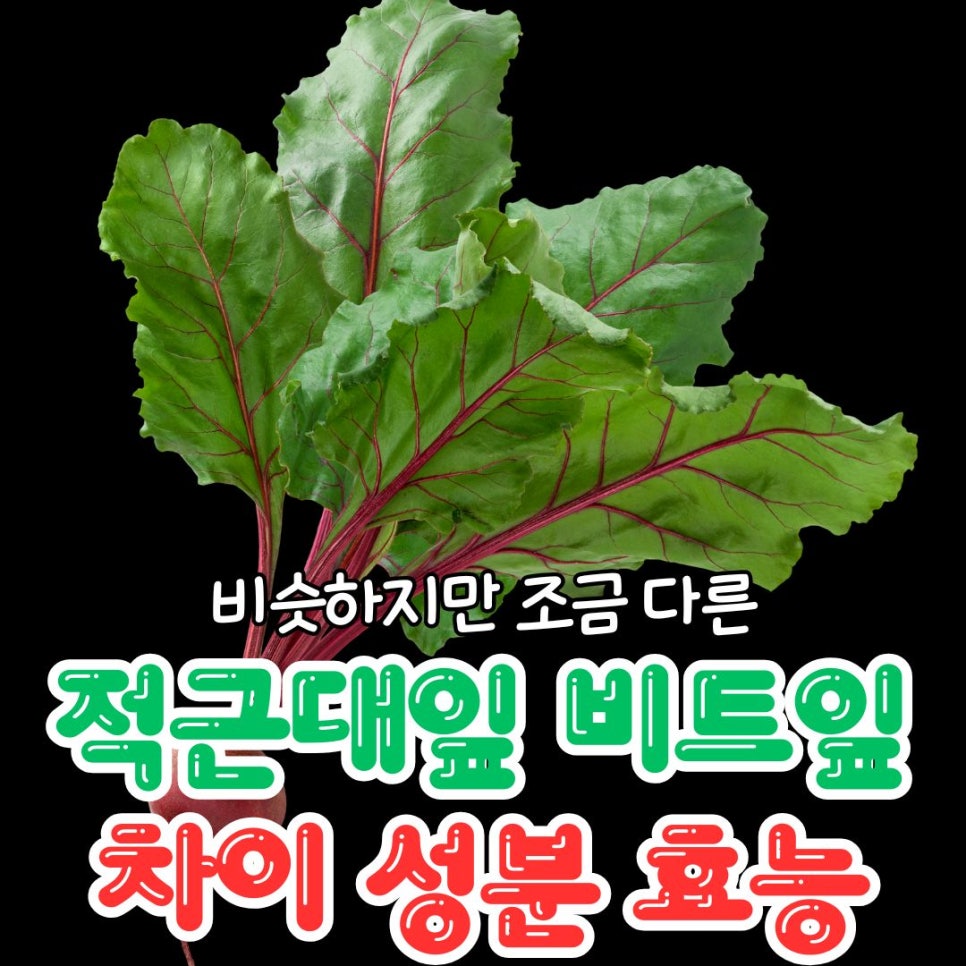 적근대 잎 비트 잎 차이점과 성분 효능 부작용에 대해 : 네이버 블로그