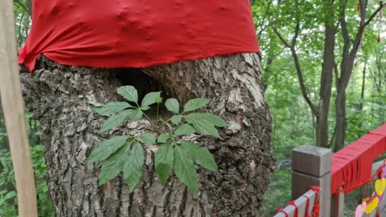 동영상 4. [ 백두산 2] 중국 연길 부석림에서 빙수천,임하삼, 내두산촌으로 가다 : 네이버 블로그