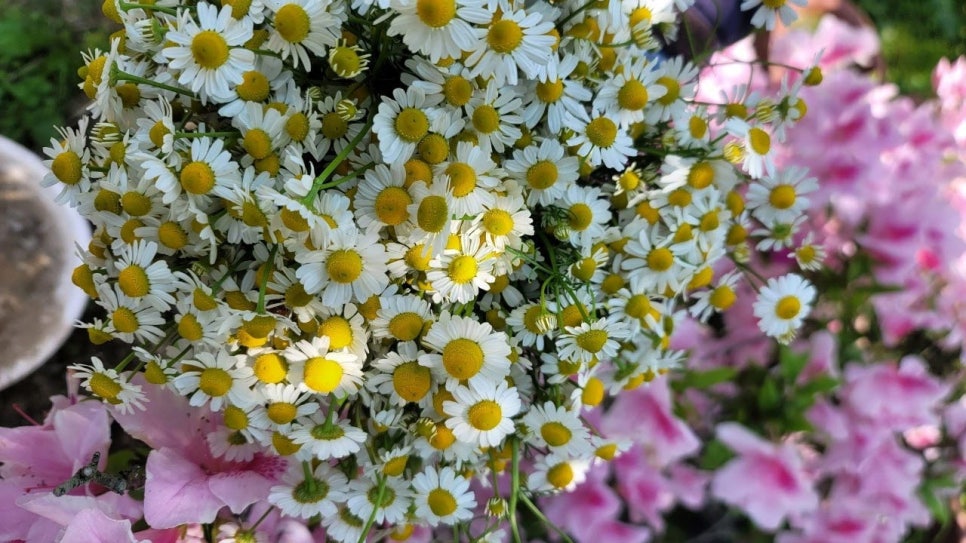 2025 요양보호사Ⅱ부. 노화와 건강증진 - 5장. 노화에 따른 변화와 질환 기출문제 25제｜최신 출제경향·개정 교재 반영 완벽 ...