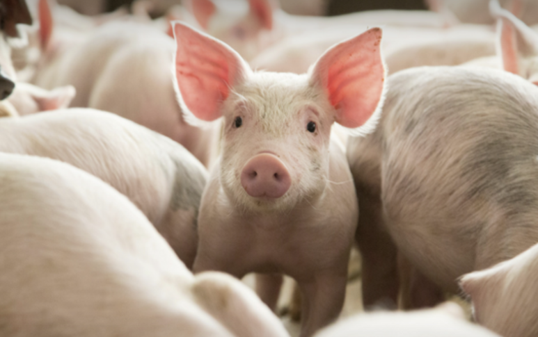 꽃ㄷㅈ... (a flower pig) : 네이버 블로그