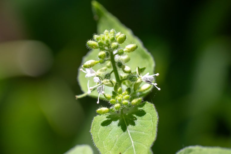 쇠털이슬/바늘꽃과 : 네이버 블로그