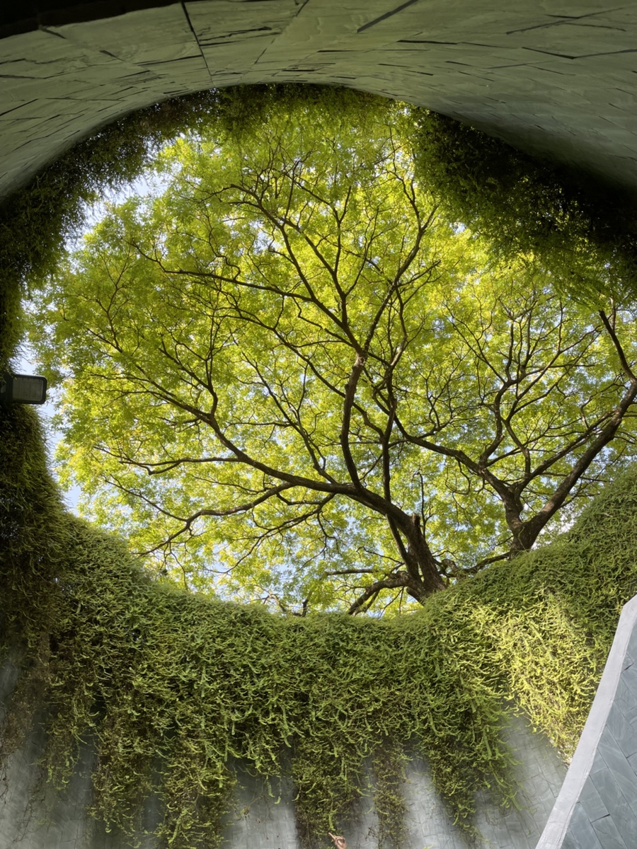 20만원대 싱가포르 가성비 숙소, V호텔 벤쿨렌 3박 후기 : 네이버 블로그