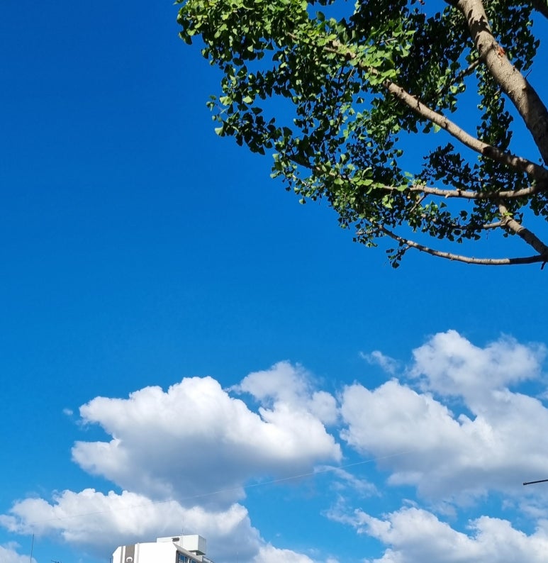 [문장 단위 분석] EBS 해석 공식 논리 구조_ 지문분석(051_055)반박_대조 : 네이버 블로그