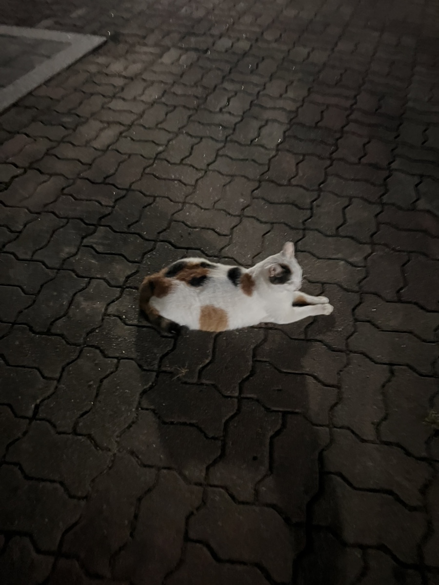 오픽 IH 취득 / 오픽 시험 후기 / 오픽 IM2에서 IH로 / 오픽 시험공부법 : 네이버 블로그