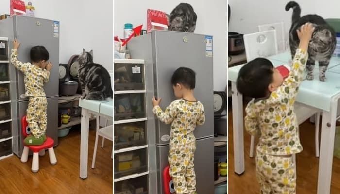 냉장고 위 간식 꺼내달라고 고양이한테 부탁했더니 벌어진 '놀라운 상황' : 네이버 블로그