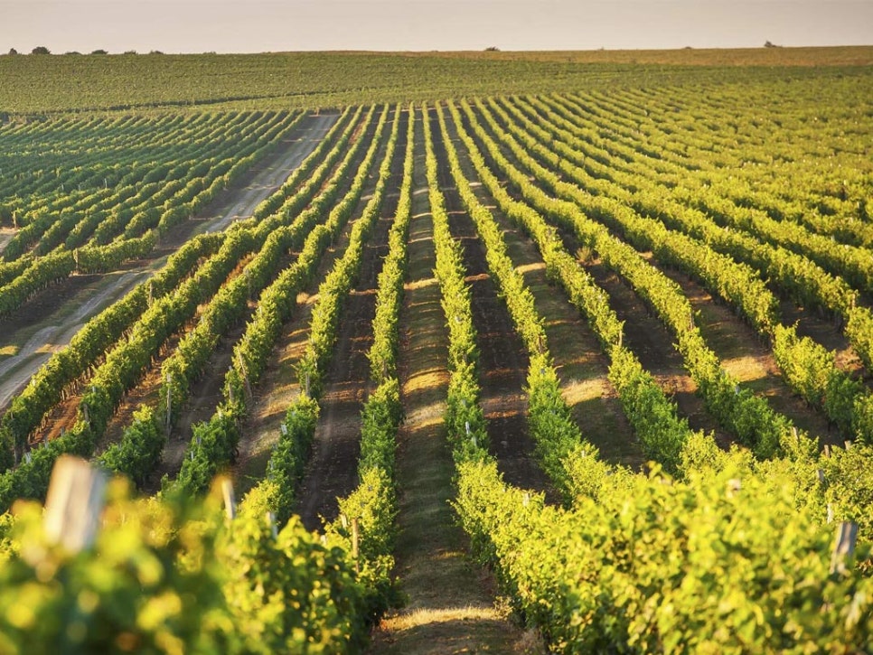 [와인과비즈니스]46. 글로벌 연대, 협력, 신뢰, 네트워크 비즈니스 할 때 활용하기 좋은 ‘푸카리, 프리덤 블렌드’ : 네이버 블로그