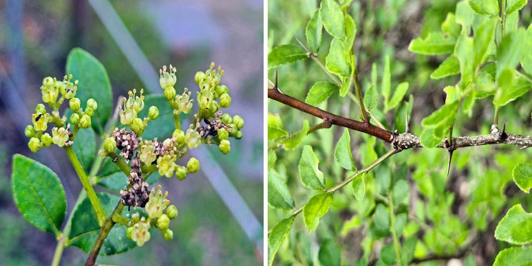 산초나무 [Zanthoxylum schinifolium](2) 꽃 운향과 초피나무속 낙엽활엽관목 자생식물 Mastic-leaf ...