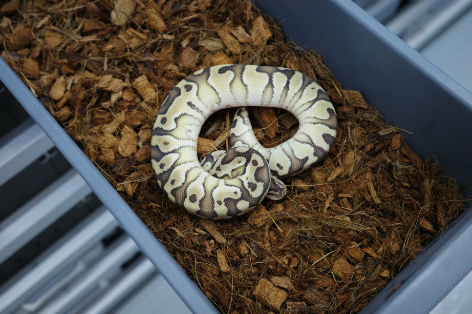 🌊WAVE 통합 분양리스트 : 네이버 블로그