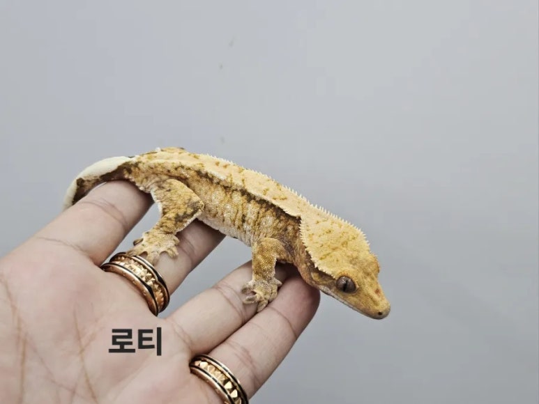 매장브리더 올해 시작되는 릴리화이트그리고 트익브리더들 업뎃입니다울산크레분양울산릴리분양릴리화이트고퀄릴리화이트