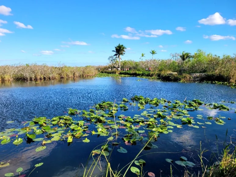 미국 에버글레이즈 국립공원 Everglades National Park 후기 추천 경로 네이버 블로그