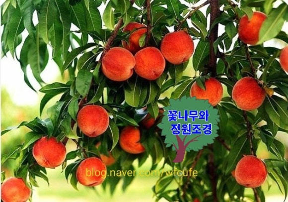 강원도 복숭아 묘목 결실주 성목 분달이 판매 백도 황도 천도 마카도 7월황도 황슬 원황도 중생황도 엘바트 납작이복숭아 올유명