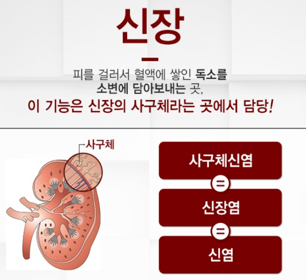 사구체신염 증상 원인 진단 치료방법 예후 및 예방 Feat Iga 신병증 네이버 블로그