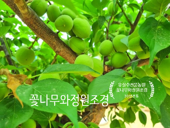 매실나무 묘목 결실주 성목 분달이 분묘 화분묘 판매 청매실 홍매실 왕매실 남고매실 화양실매실 천매매실 풍후매실 대웅실생 고전매