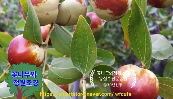 강원도 대추나무 묘목 성목 결실주 분달이 분묘 화분묘 판매 왕대추 사과대추 애플대추 복조대추 보은대추 약대추 네이버 블로그