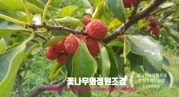 인천 검단 꾸지뽕나무 구찌뽕 묘목 결실주 분달이 과실수 성목 판매 묘목 결실주 주문 판매합니다 네이버 블로그