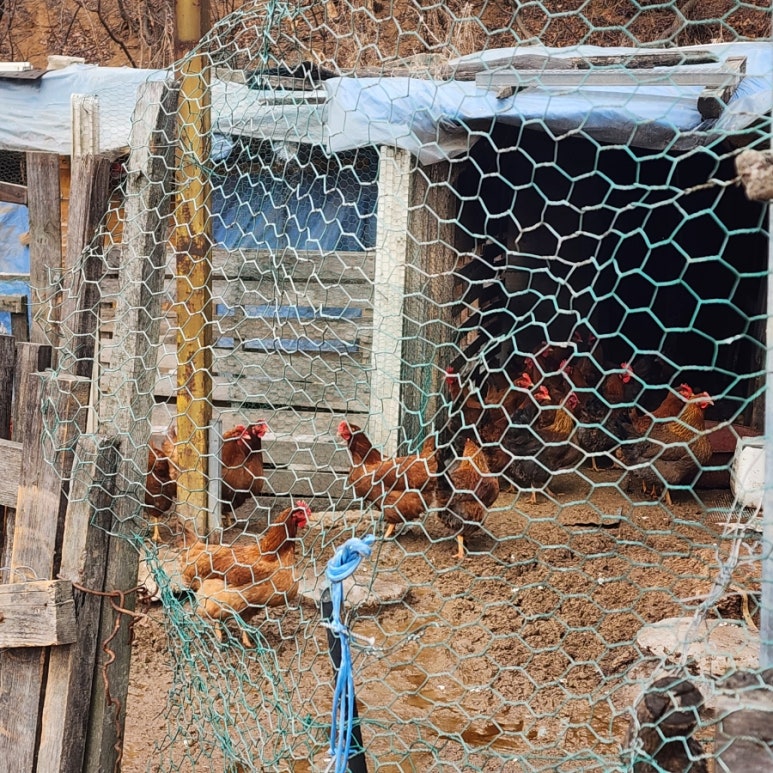 [포천맛집]산골무지개 정성껏 길러서 건강하고 맛있게 토종닭 오골계전문 : 네이버 블로그