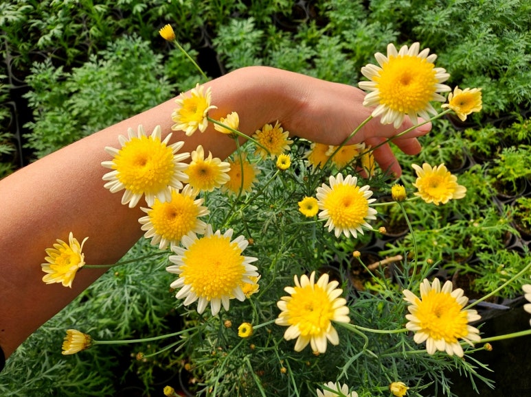 품종 소개 / 목마가렛 솔레미오 키우기 (꽃피우기, 월동 온도) : 네이버 블로그