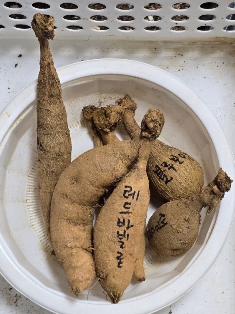 까치울노마님의 다알리아 괴근 가식(2025-03-22) : 네이버 블로그