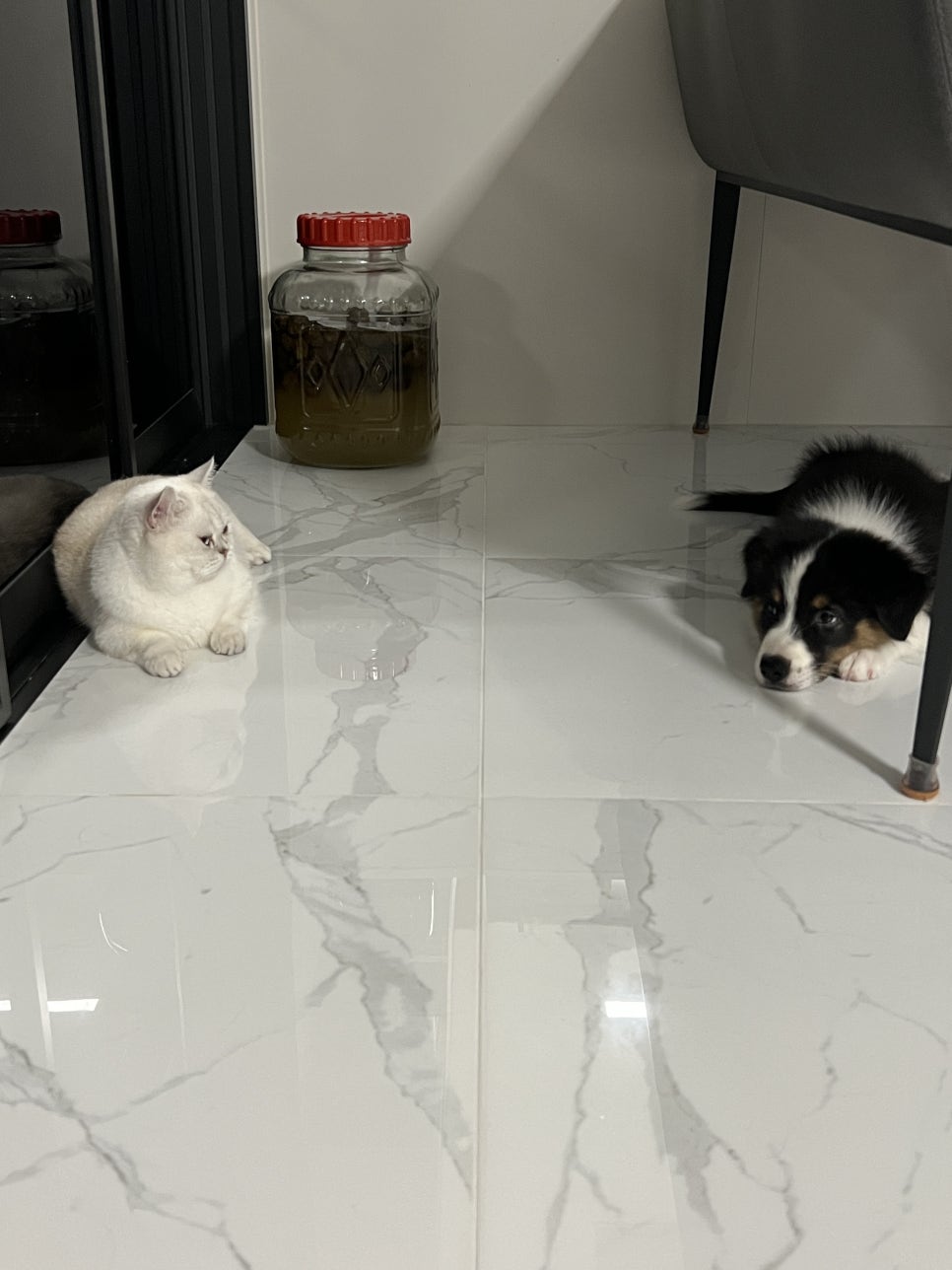 오스트레일리안 셰퍼드 육아일기 - 고양이 성묘와 강아지 합사 : 네이버 블로그