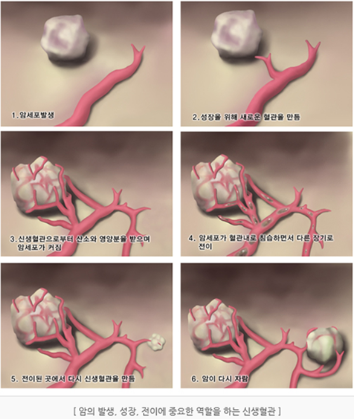 항암제 치료원리 및 작용기전 유형종류 및 부작용 세포독성 항암제 표적치료제 면역항암제 호르몬 항암제 네이버 블로그