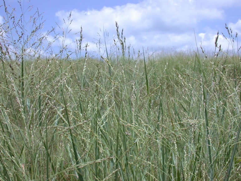 스위치그라스(Switchgrass, 큰개기장) : 네이버 블로그
