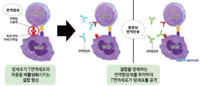 항암제 치료원리 및 작용기전 유형종류 및 부작용 세포독성 항암제 표적치료제 면역항암제 호르몬 항암제 네이버 블로그