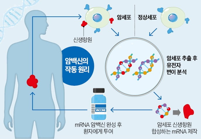 항암제 치료원리 및 작용기전 유형종류 및 부작용 세포독성 항암제 표적치료제 면역항암제 호르몬 항암제 네이버 블로그