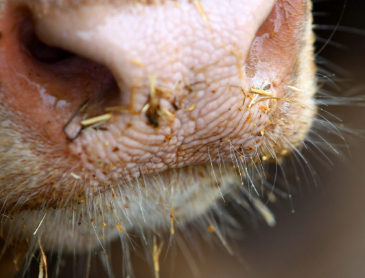 소 전염성 비기관염(Infectious Bovine Rhinotracheitis, IBR)예방법 : 네이버 블로그