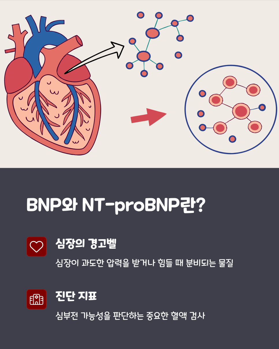 심부전 진단 BNP/NT-proBNP 검사 정상수치, 의미, 활용법, 급여 기준 살펴보기 : 네이버 블로그