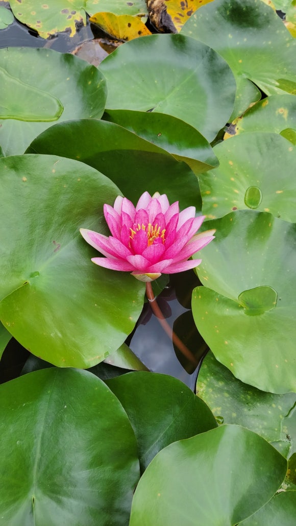 감사하는 삶 : 네이버 블로그