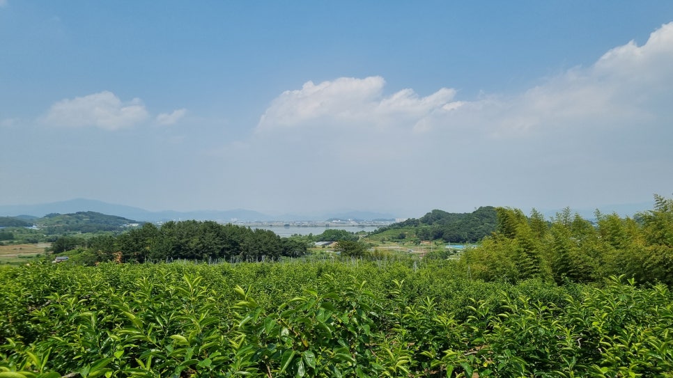 창원 토지 │ 동읍 감나무 과수원, 주남저수지 전망·농업경영체 등록 가능 : 네이버 블로그