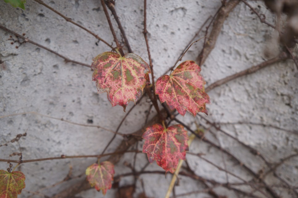 가을 담쟁이 보러 호서대로 : 네이버 블로그