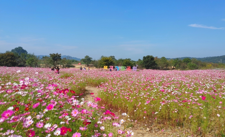 율곡습지공원 코스모스 축제 2025｜파주 가을꽃 명소·경기도 가볼만한곳 : 네이버 블로그