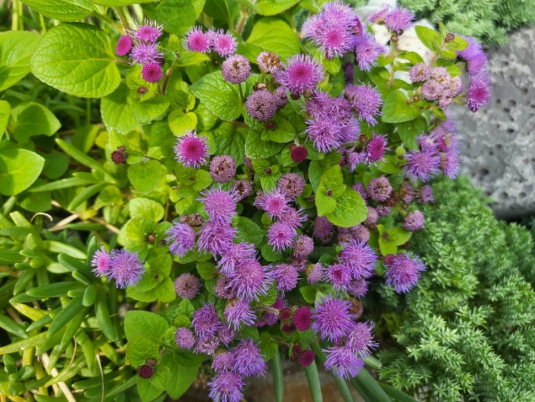 등골 나물아재비, 마치 보랏빛 꿈결을 머금은 듯 잔잔한 솜털 같은 꽃. : 네이버 블로그