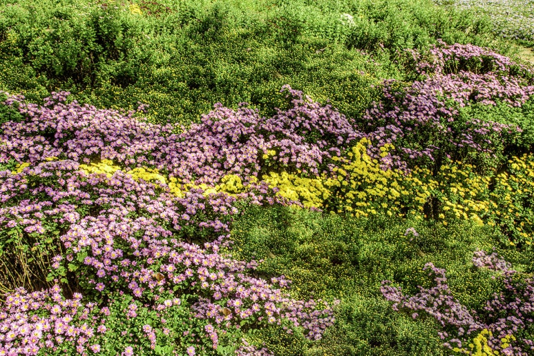 창원 대산 플라워랜드 국화 개화는? : 네이버 블로그