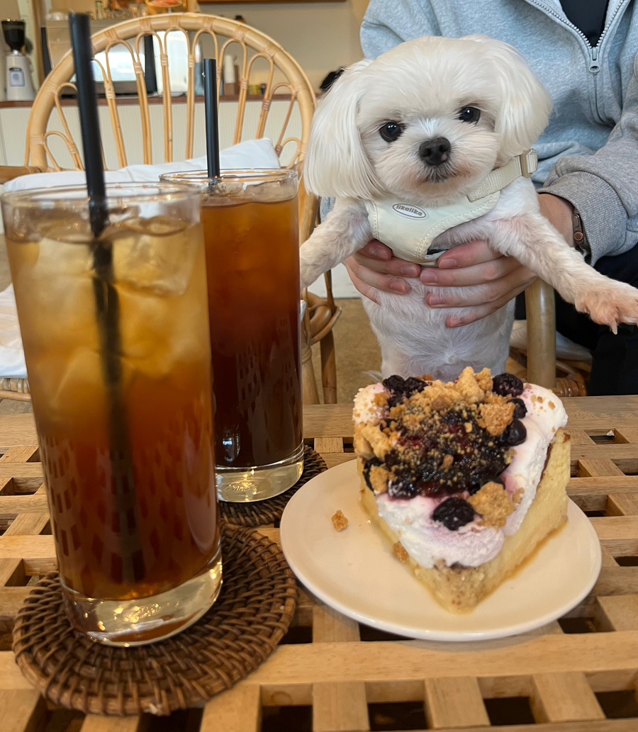 경기도 파주 애견동반 수제 케이크가 맛있는 감성 디저트 카페 루나블루 후기 : 네이버 블로그