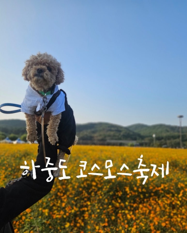 대구 하중도 코스모스축제 애견동반 가능 대구정원박람회 28일까지 : 네이버 블로그