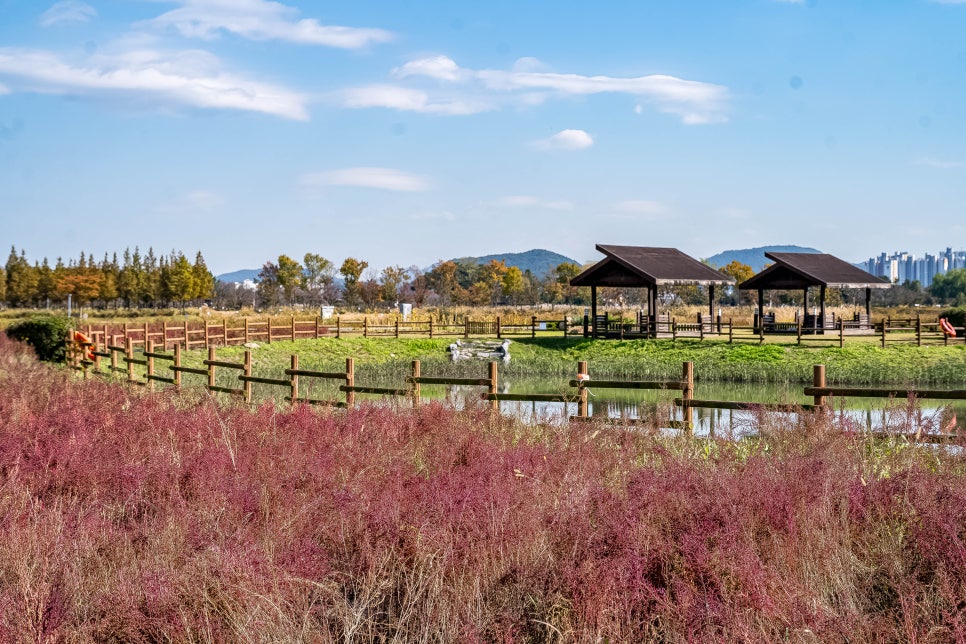 가을 가볼만한곳 시흥 갯골생태공원 소금염전이 공원으로 변신한 억새뷰 여행 : 네이버 블로그