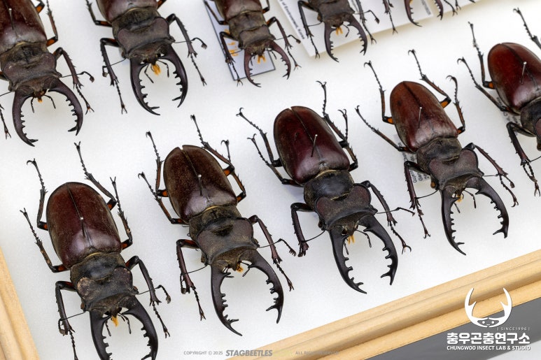 강원도산 + 경기도산 사슴벌레 [ Lucanus dybowskyi dybowskyi (Parry, 1873) ] 추억과 표본 ...