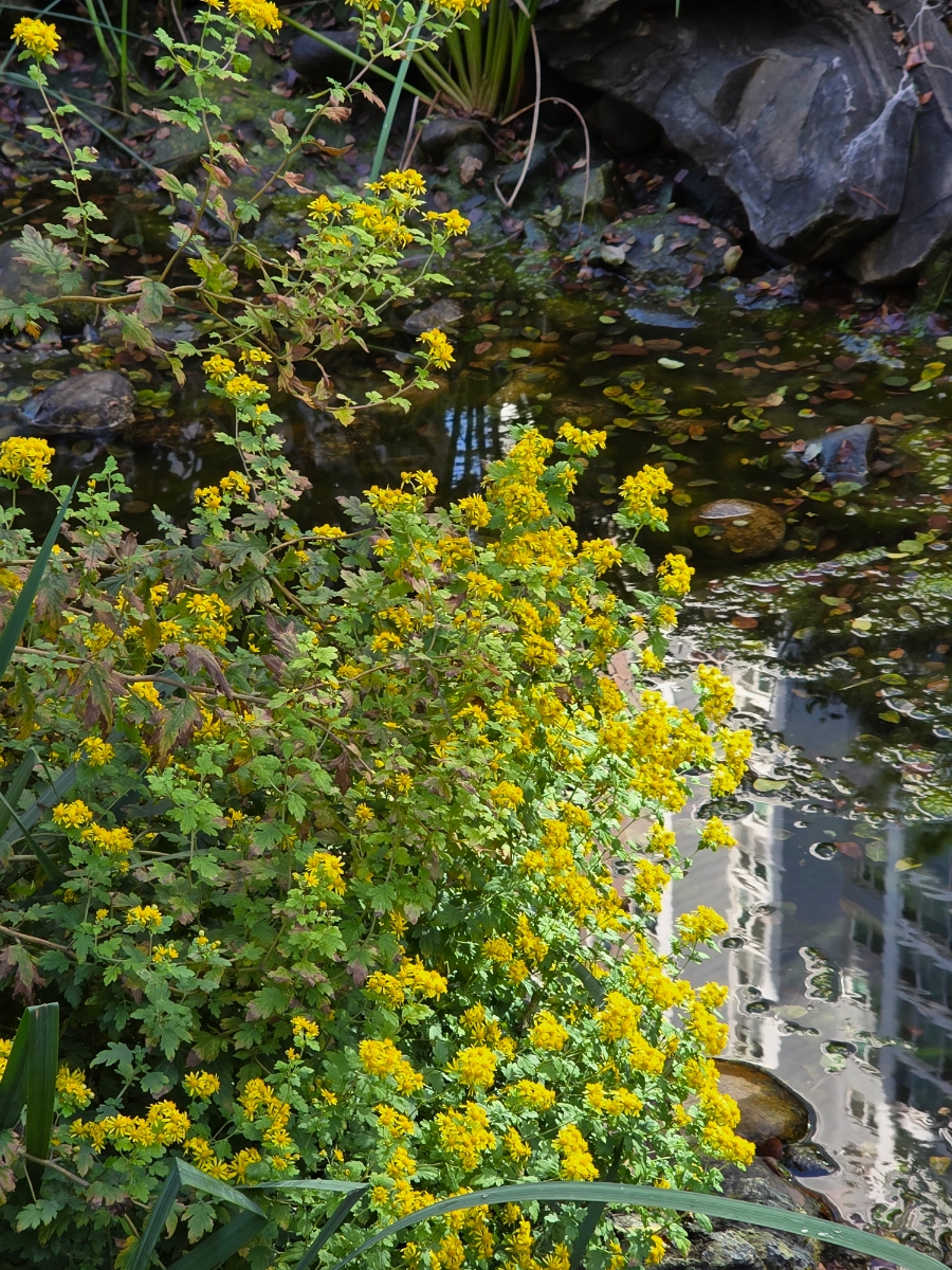 11월 아침 산책길의 풍경 /잘하려고 애쓰기 보다... : 네이버 블로그