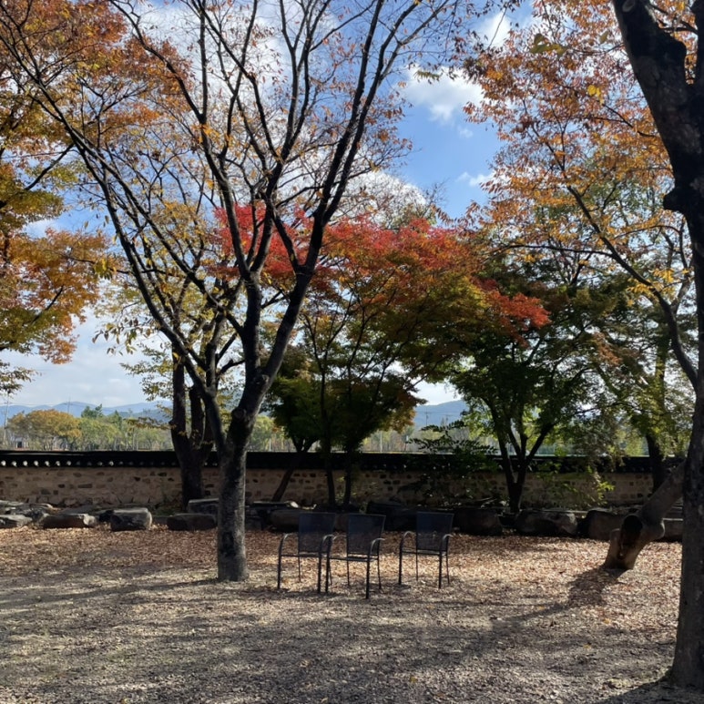 2025 경주 단풍 실시간 : 은행나무 근황 절정 예상 - 11월 3일 현재 : 네이버 블로그