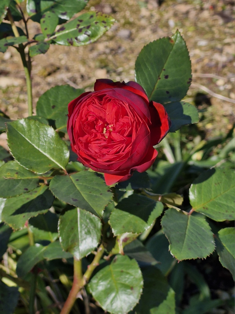 9개의 장미 대 이동, 씨스테시앙 로소만자농 피아노레드 바네사벨 블루걸 미네르바 프알켄 보스코벨 먼스테드우드, 251103 : 네이버 블로그
